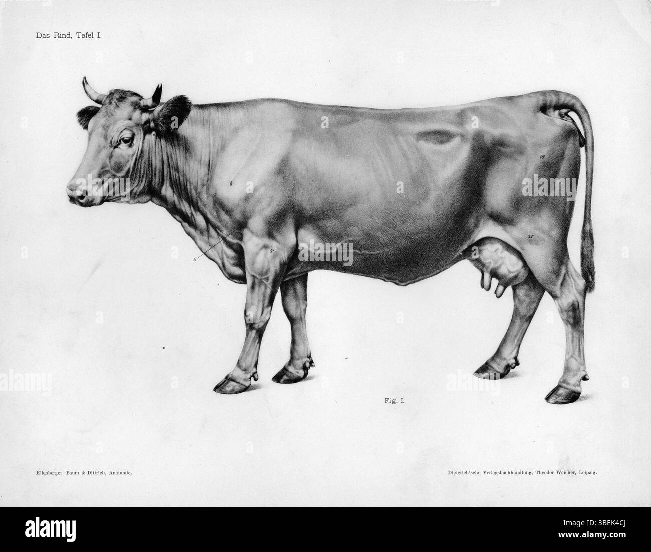 'DAS Rind, Tafel 1' est une gravure anatomique représentant les ...