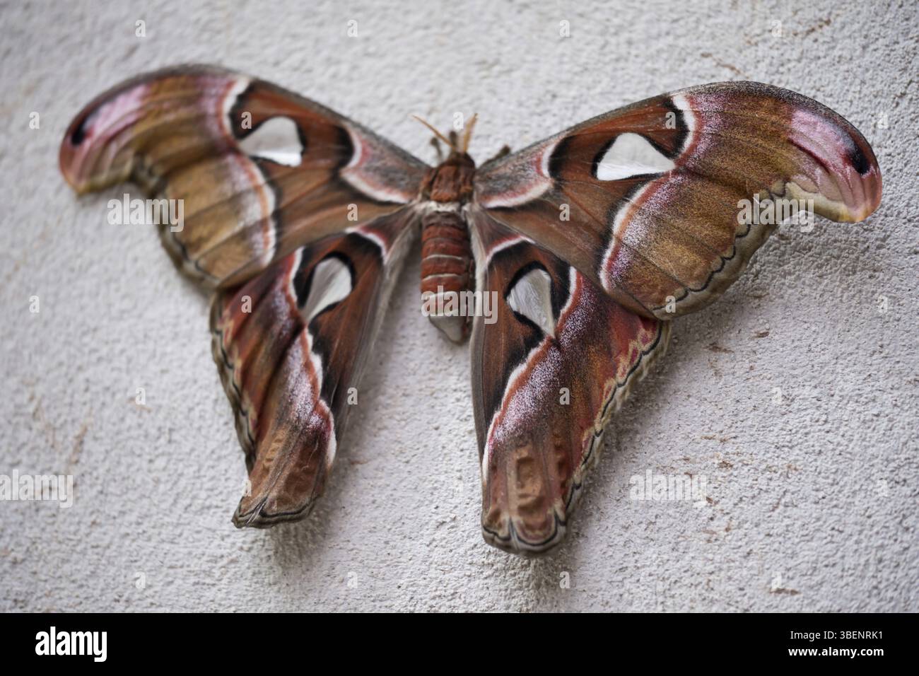 Butterfly attacus atlas Banque de photographies et d’images à haute ...
