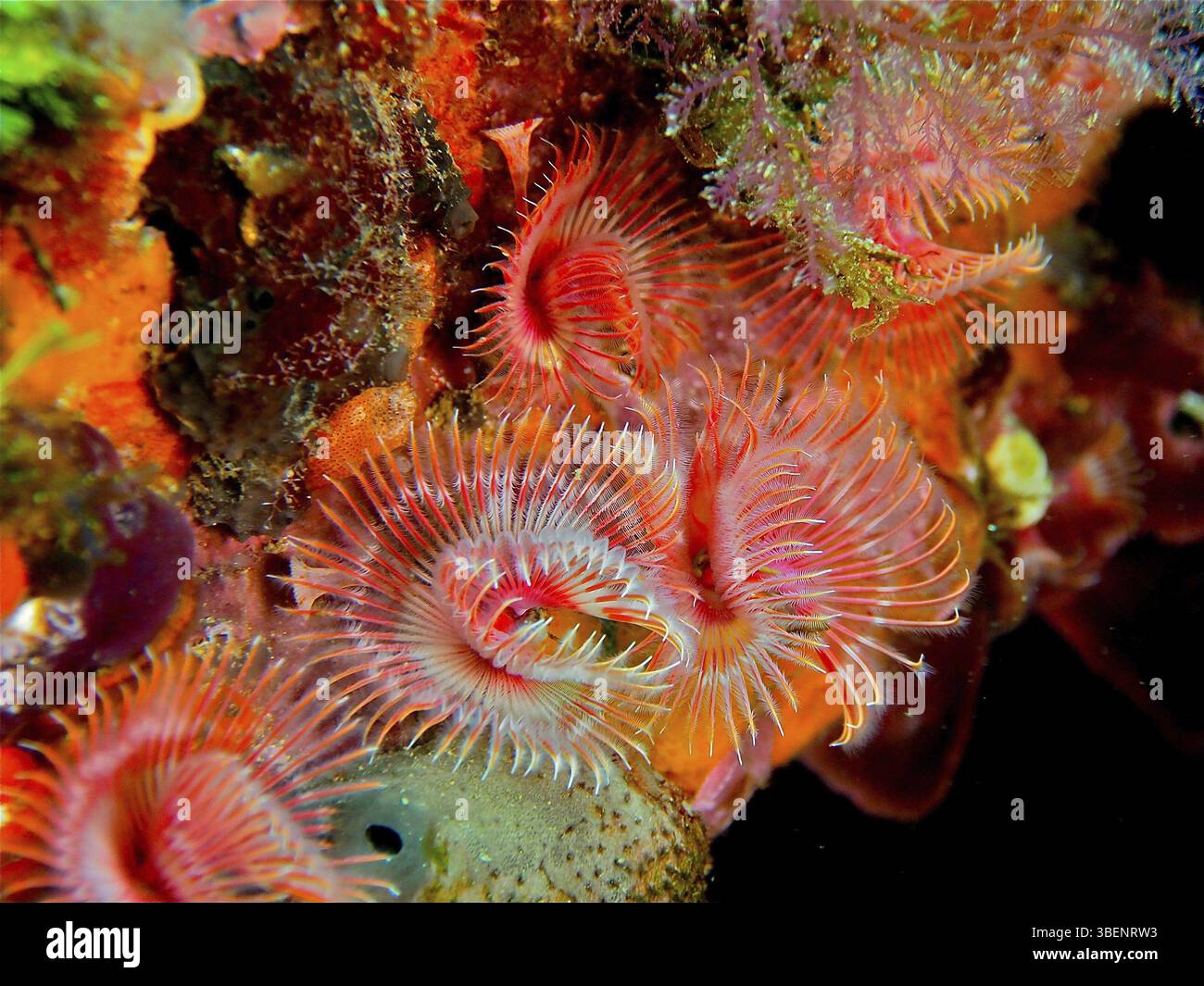 Serpula vermicularis Banque de photographies et d’images à haute ...