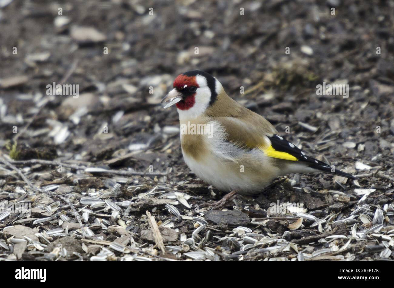 Chardon oiseau faune animal carduelis Banque de photographies et d ...