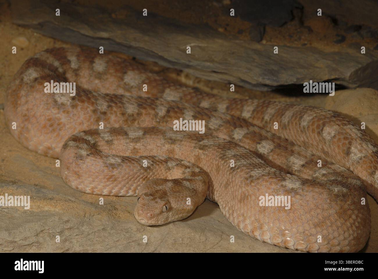 Viper echis coloratus Banque de photographies et d’images à haute ...