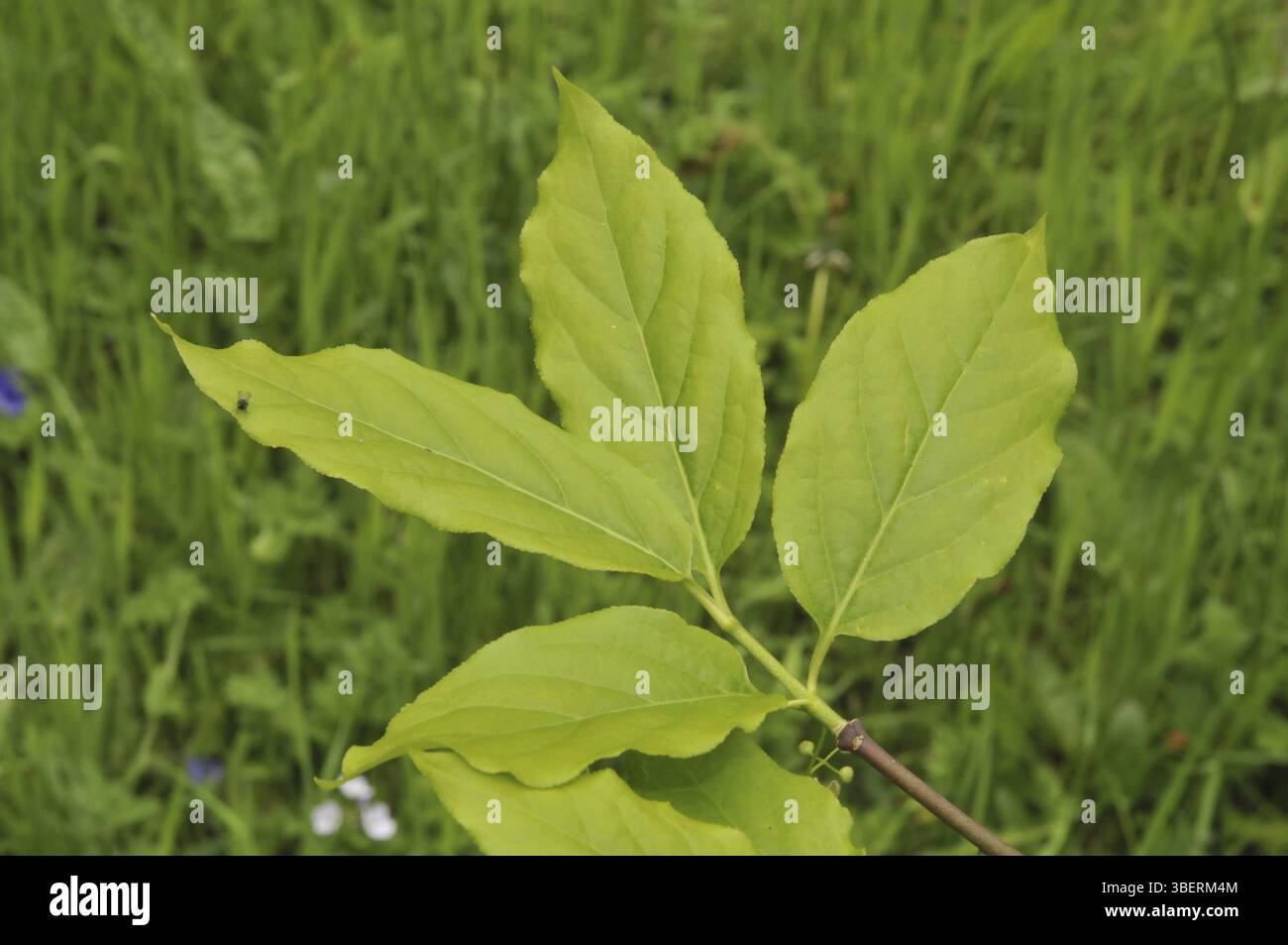 Arbre fusain euonymus latifolius Banque de photographies et d’images à ...