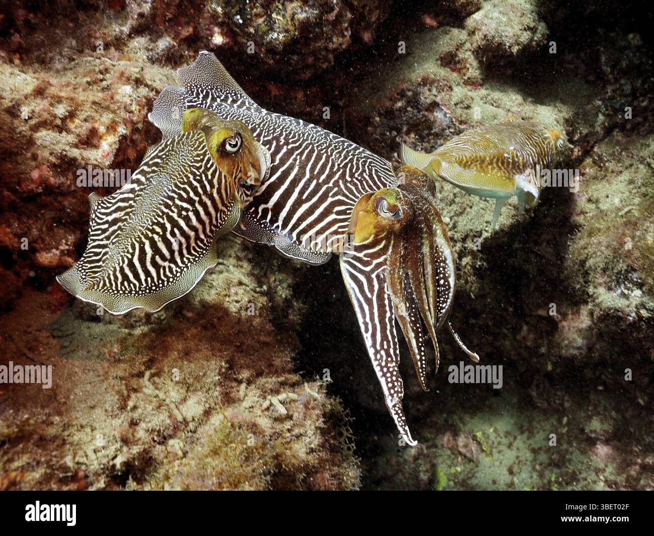 Common cuttlefish (sepia officinalis) Banque de photographies et d ...