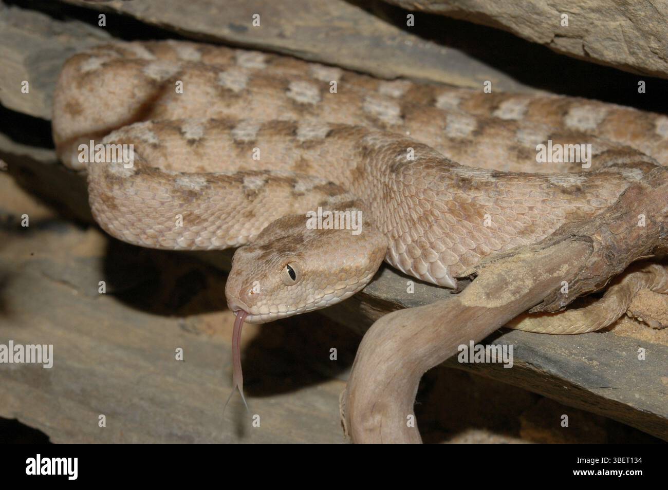 Viper echis coloratus Banque de photographies et d’images à haute ...