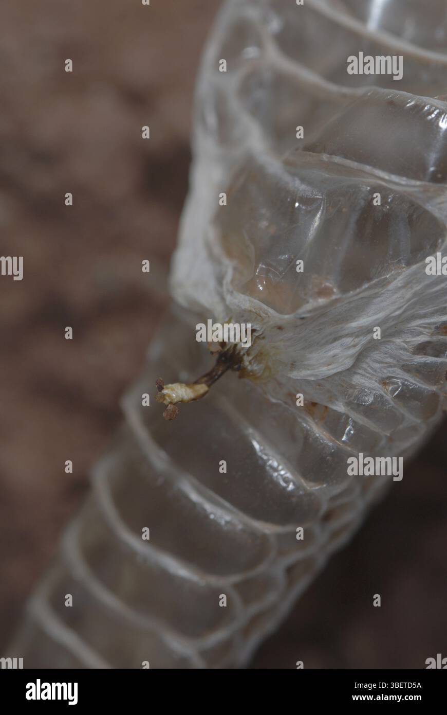 Viper echis coloratus Banque de photographies et d’images à haute ...