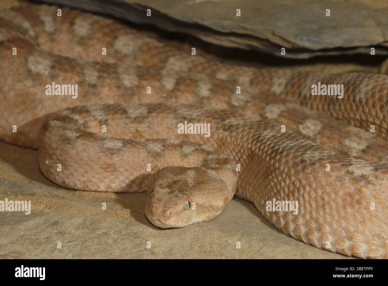 Viper echis coloratus Banque de photographies et d’images à haute ...