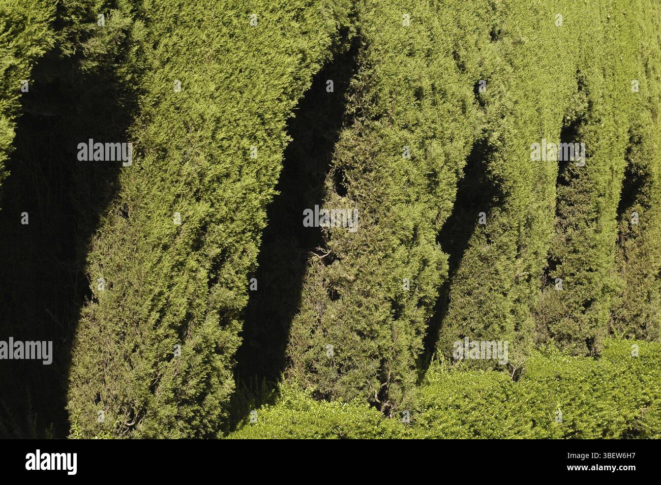 Arborvitae thuja sp Banque de photographies et d’images à haute ...