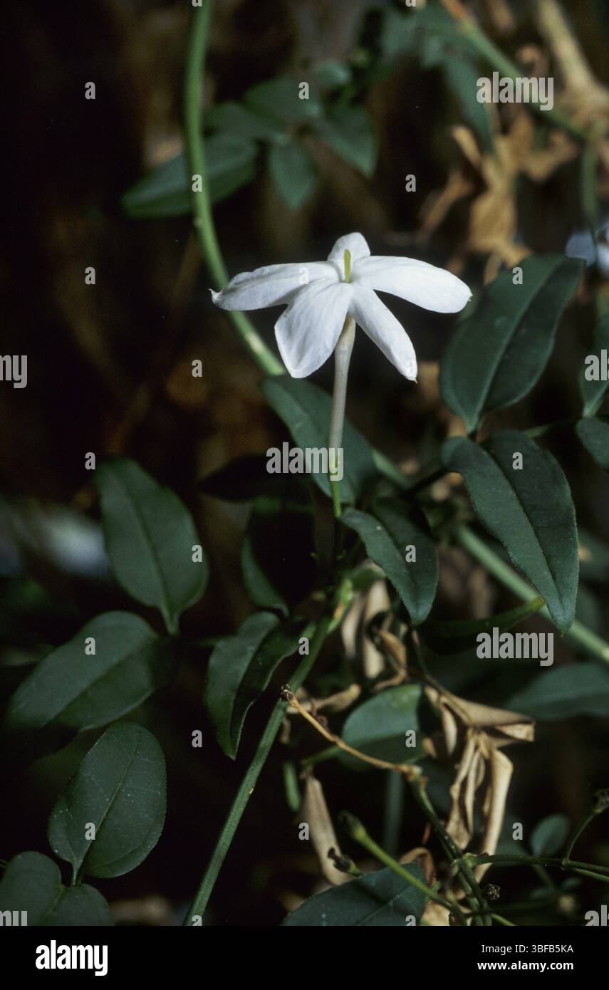 Common white jasmine jasminum officinale Banque de photographies et d ...
