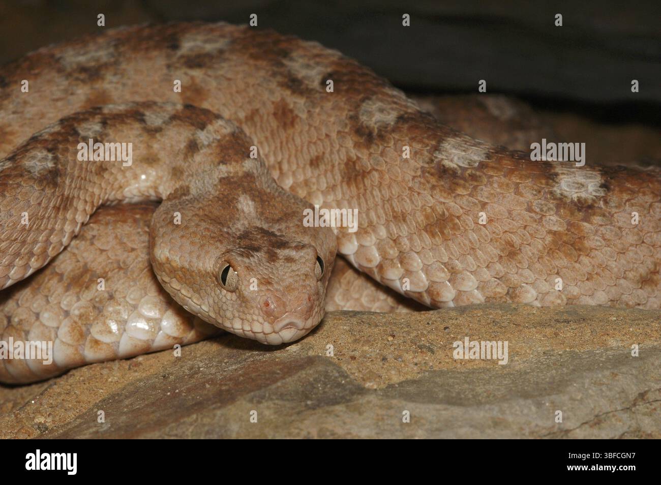 Viper echis coloratus Banque de photographies et d’images à haute ...