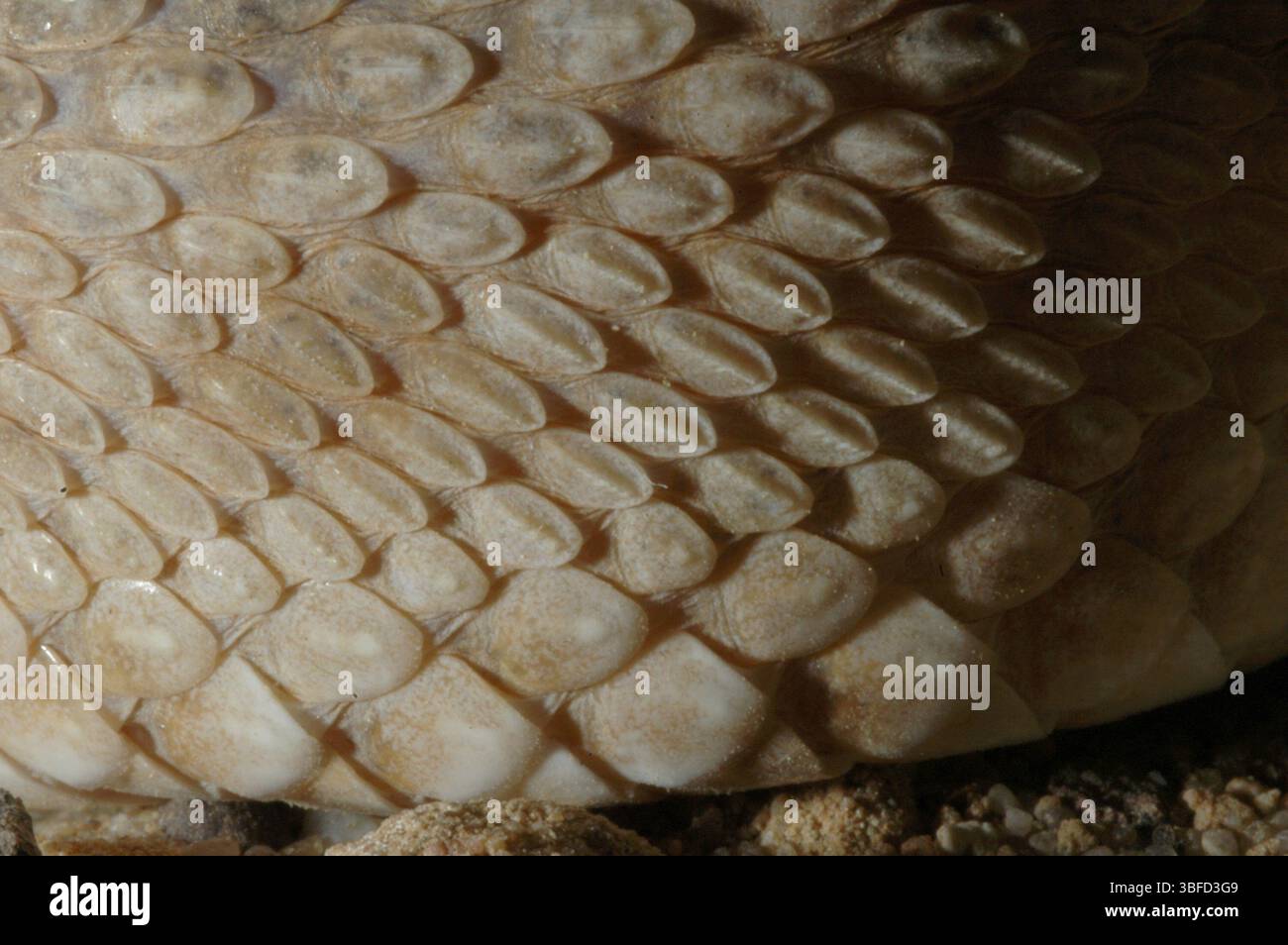 Viper echis coloratus Banque de photographies et d’images à haute ...