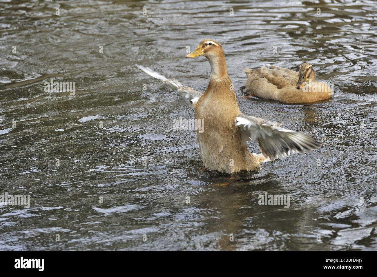 Accouplement de poule et de canard Banque de photographies et d’images ...