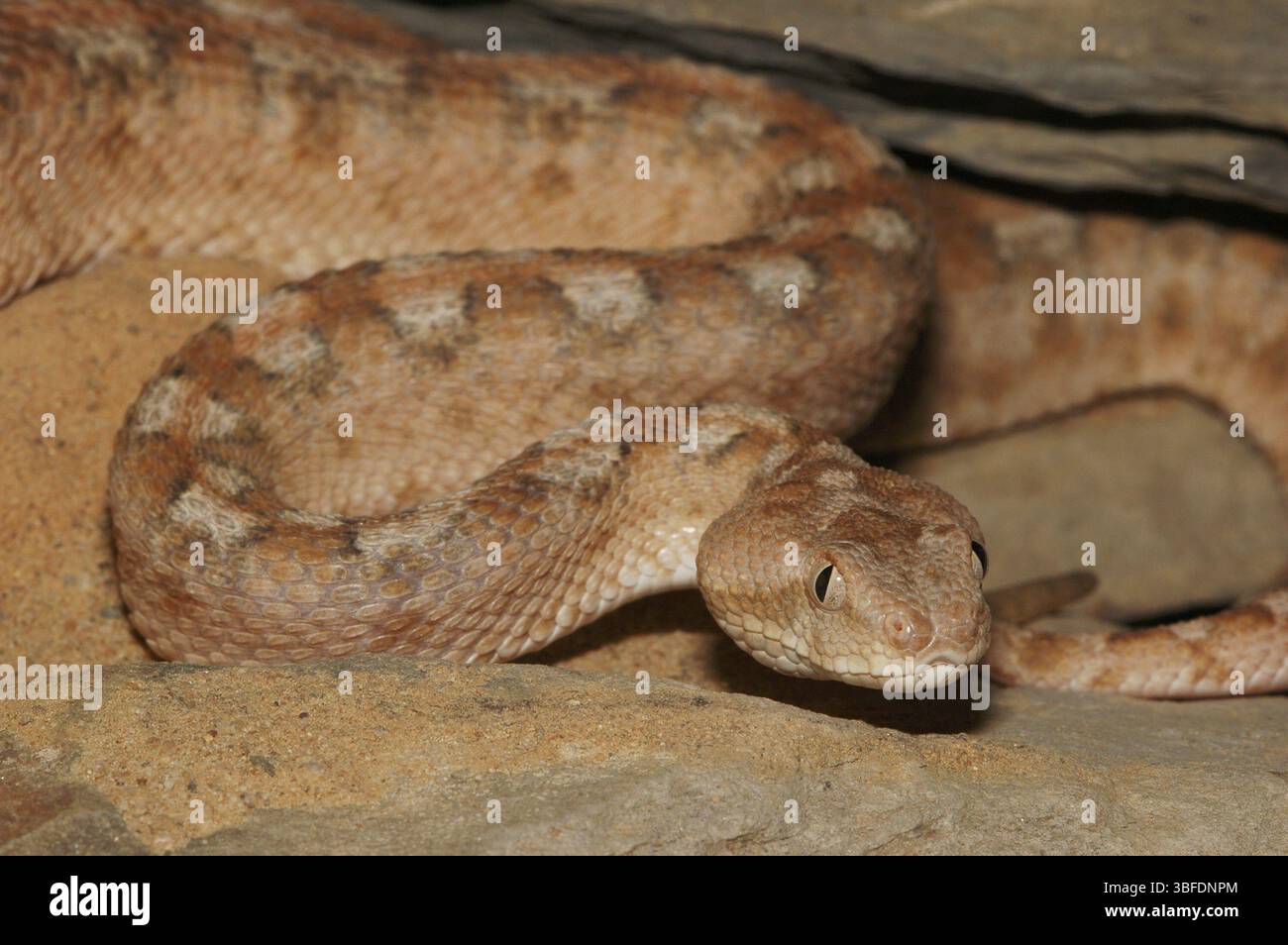 Viper echis coloratus Banque de photographies et d’images à haute ...