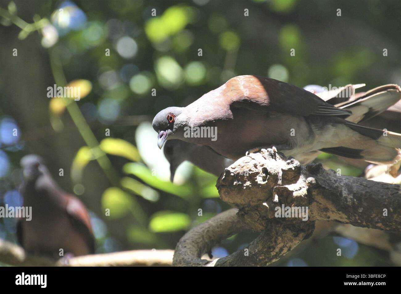 Streptopelia picturata Banque de photographies et d’images à haute ...