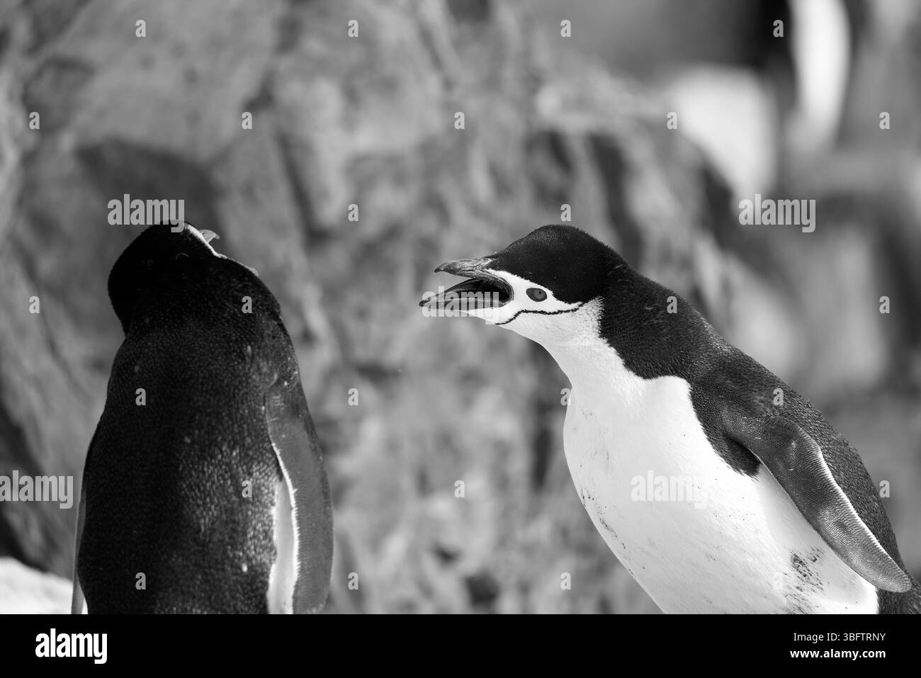 Angry penguin Banque de photographies et d’images à haute résolution ...