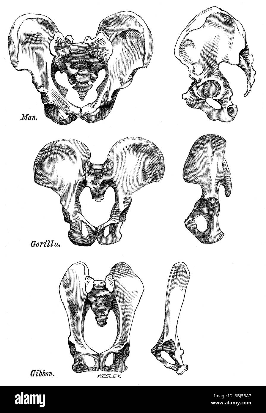 Coccyx animal Banque d'images noir et blanc - Alamy