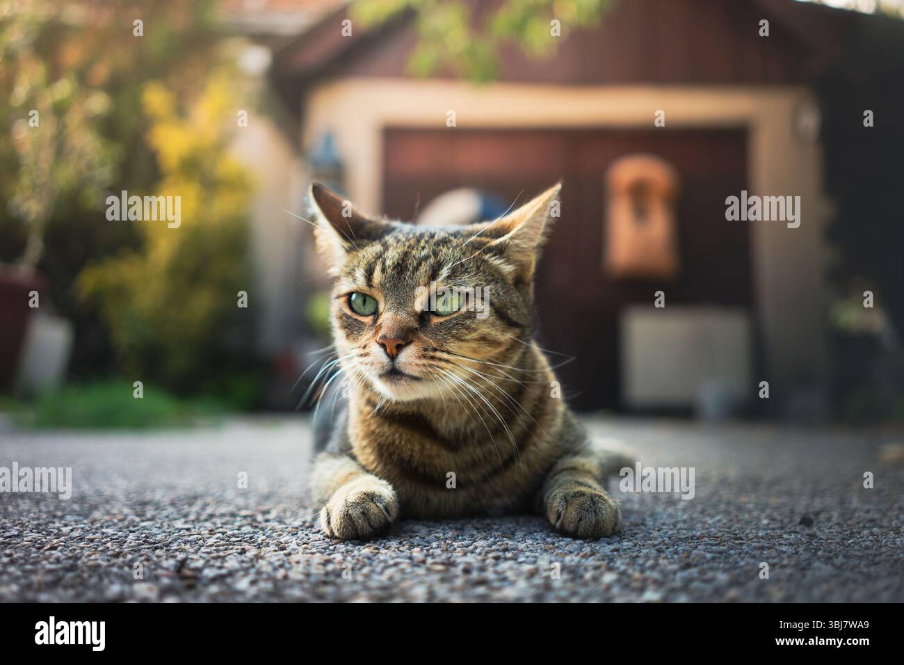 Une route asphaltée dans la cour Banque de photographies et d’images à ...