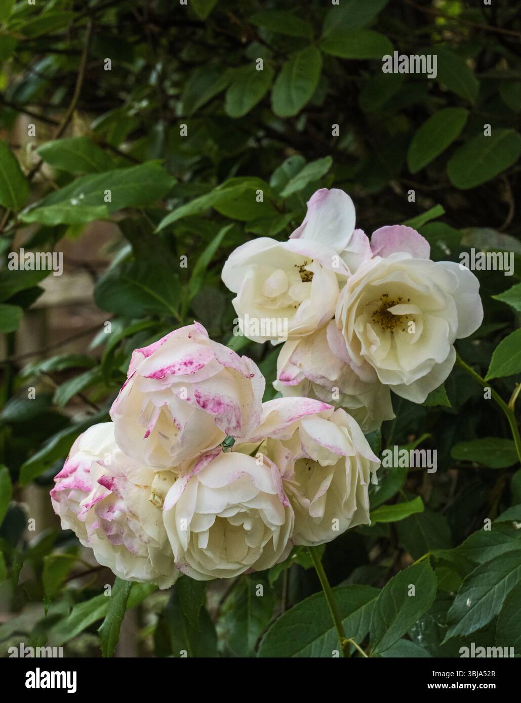 Rosa iceberg floribunda Banque de photographies et d’images à haute ...
