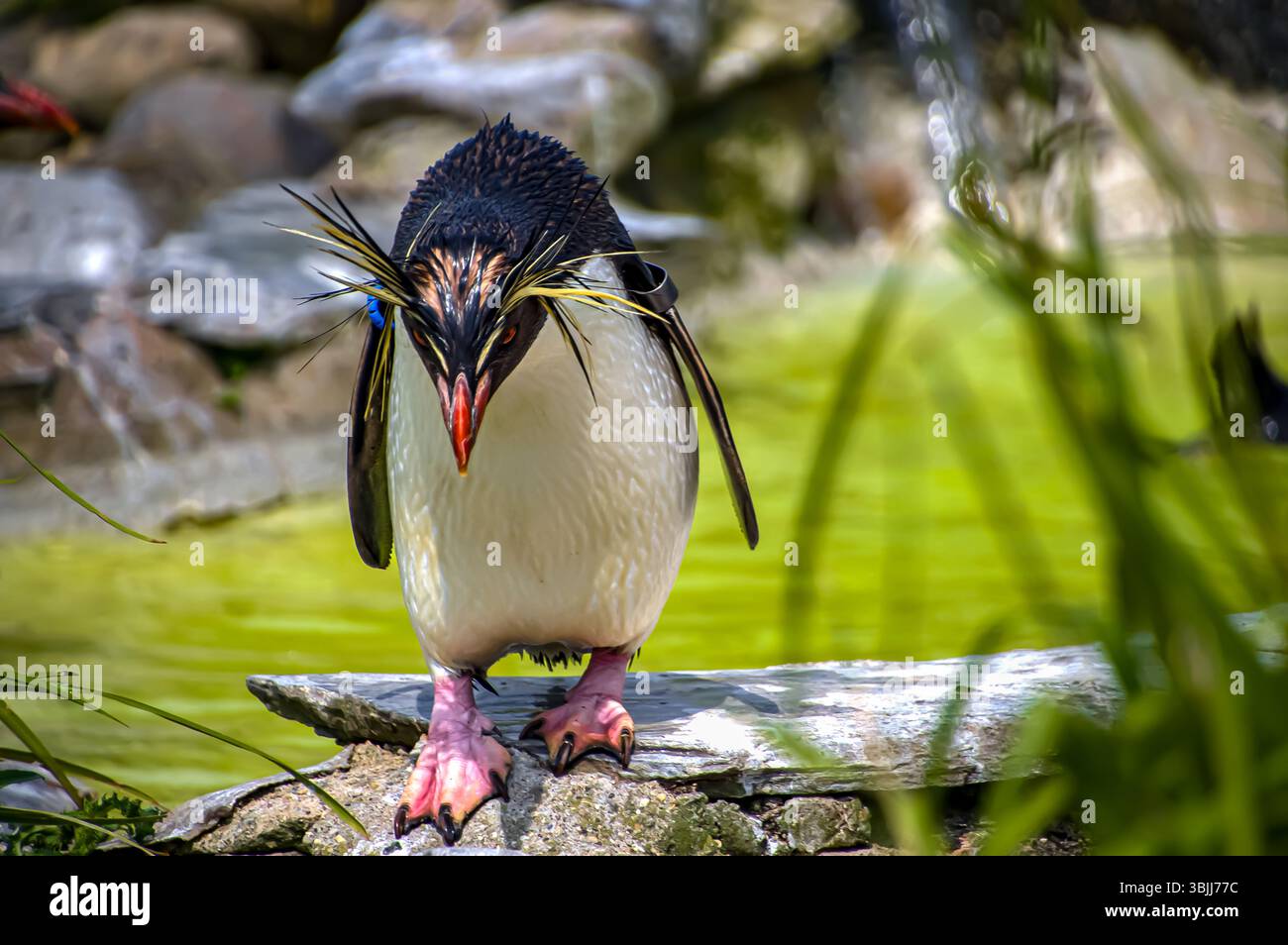 Enclos pour manchots et oiseaux Banque de photographies et d’images à haute résolution - Alamy