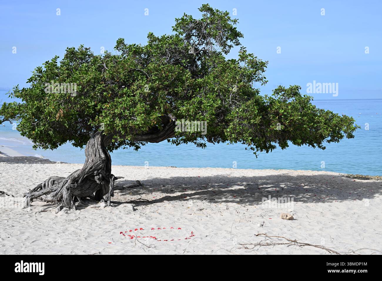 Aruba, Noord - célèbre arbre Fofoti à la plage d'aigle avec le coeur ...