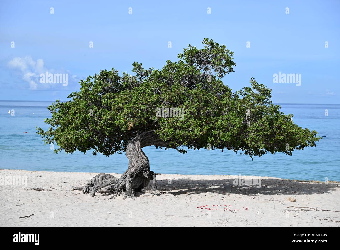 Aruba, Noord - célèbre arbre Fofoti à la plage d'aigle avec le coeur ...