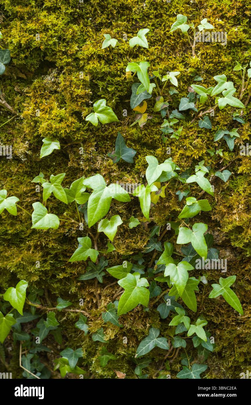 Plantes sans fleurs non vasculaires Banque de photographies et d’images ...