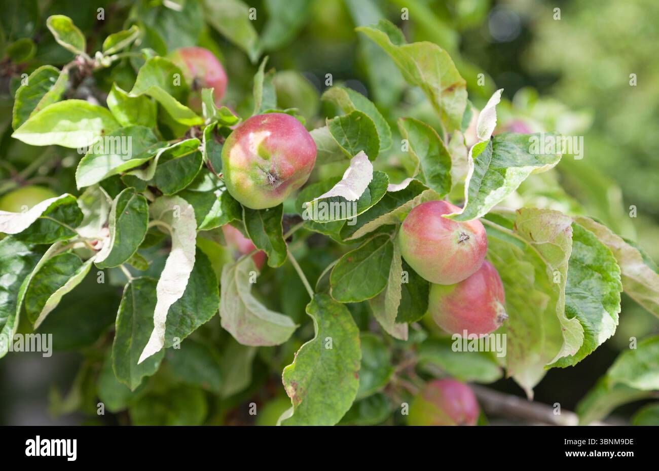 Pommes de crabe arbre en pleine croissance Banque de photographies et d ...