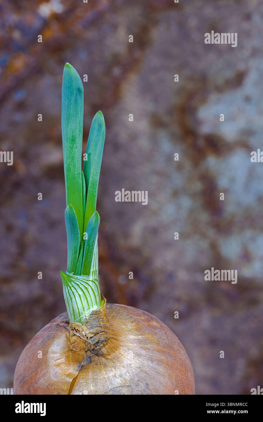 Germination de l'oignon Banque de photographies et d’images à haute ...