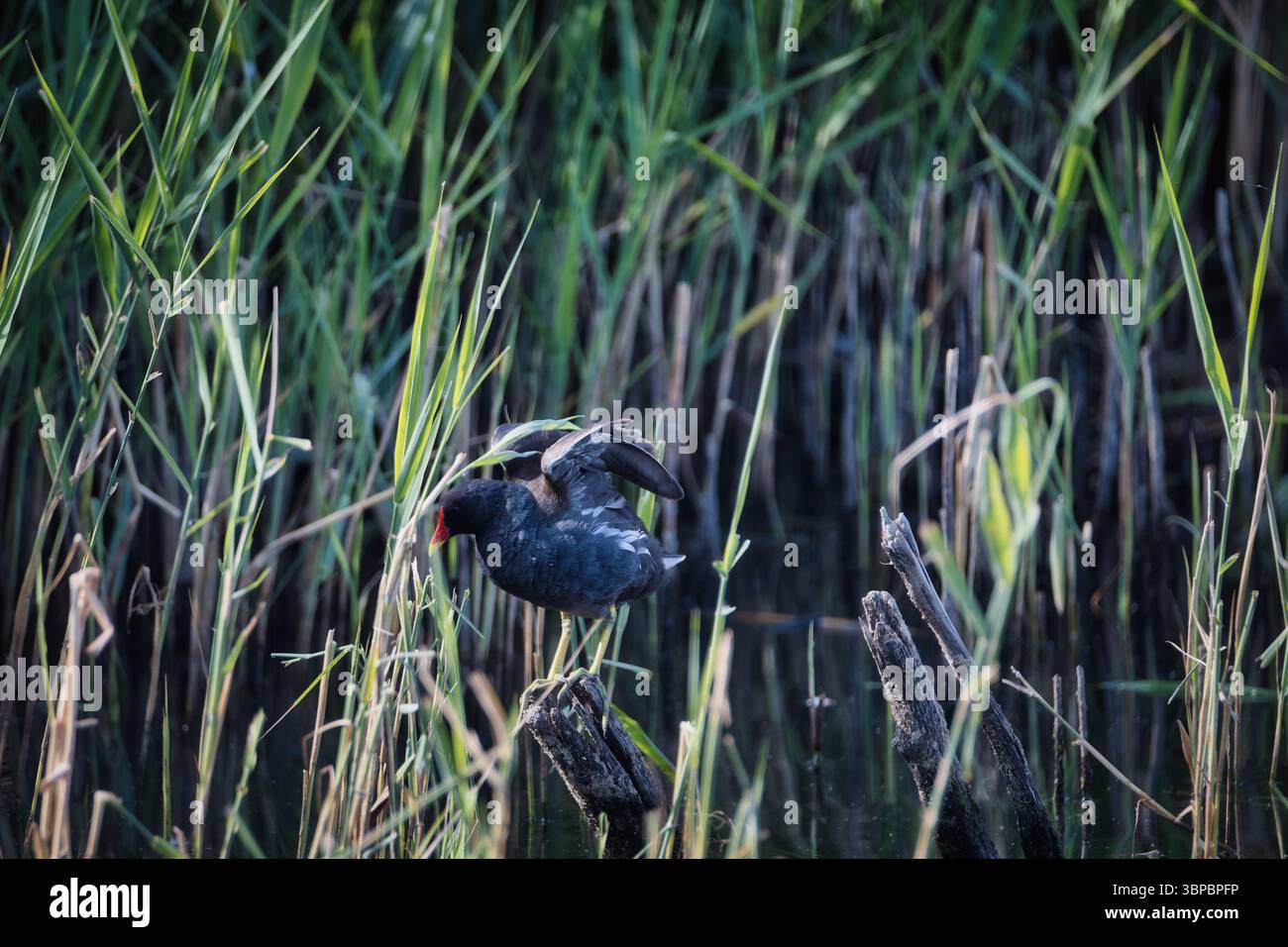 Animal du lac Banque de photographies et d’images à haute résolution ...