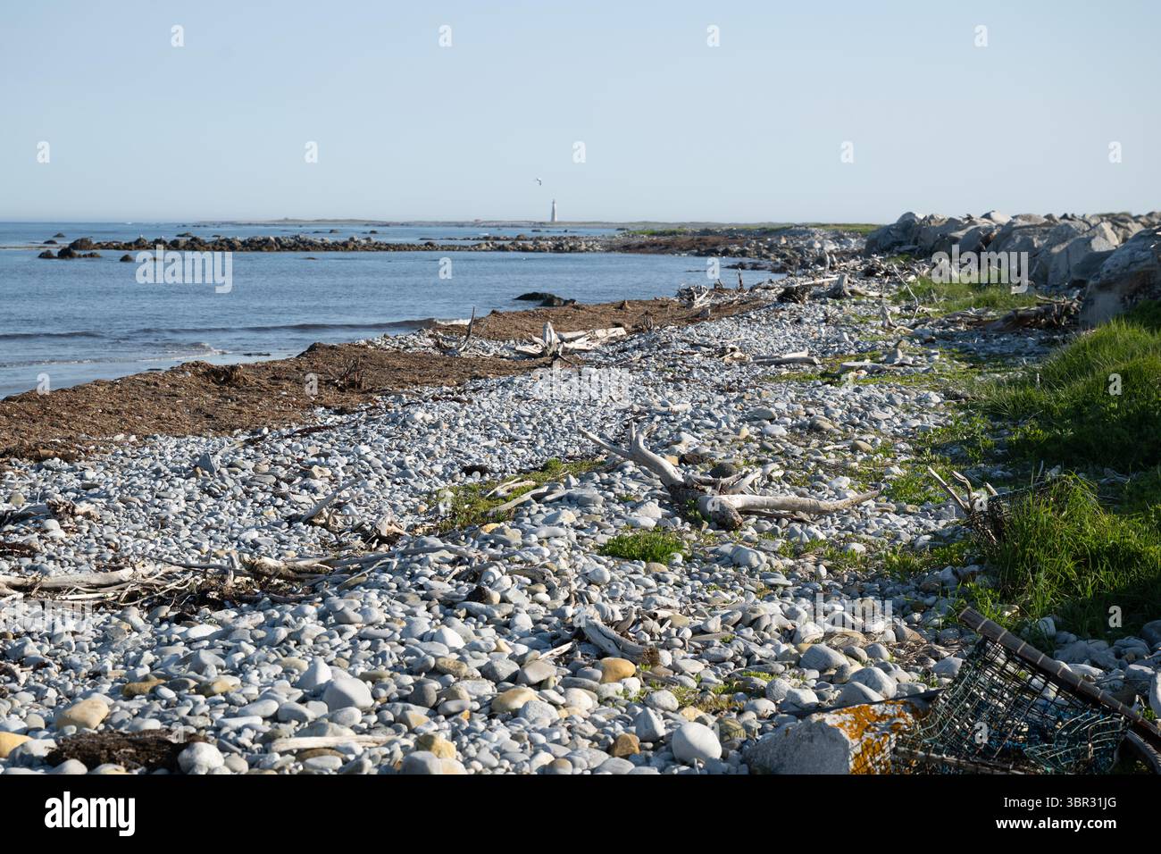 03 juin 2025, Canada, Clark's Harbour : bois flotté sur Hawk Beach sur ...