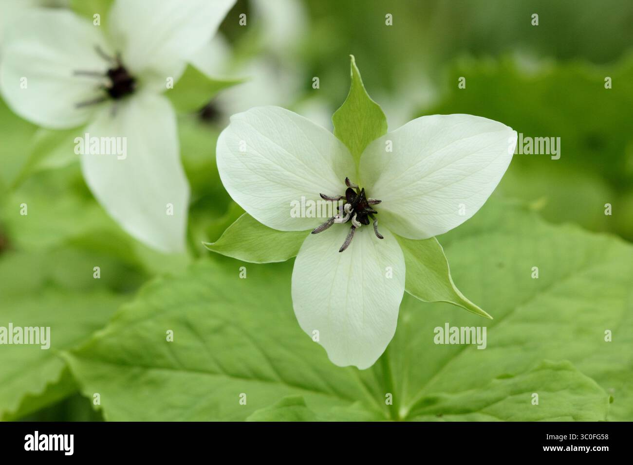 Trillium simile Banque de photographies et d’images à haute résolution ...