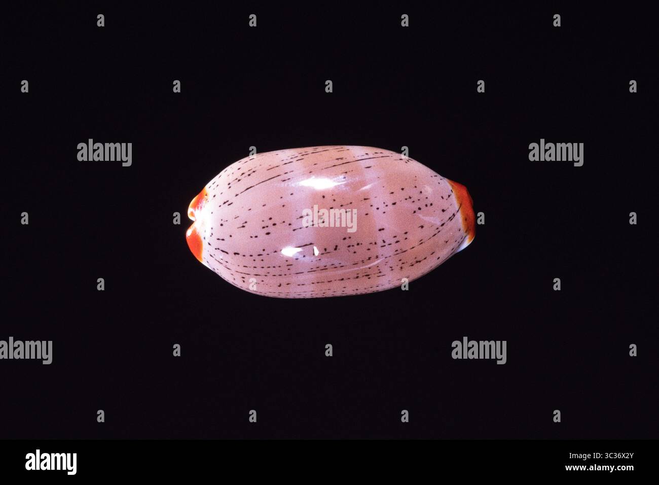 Luria isabella Banque de photographies et d’images à haute résolution ...