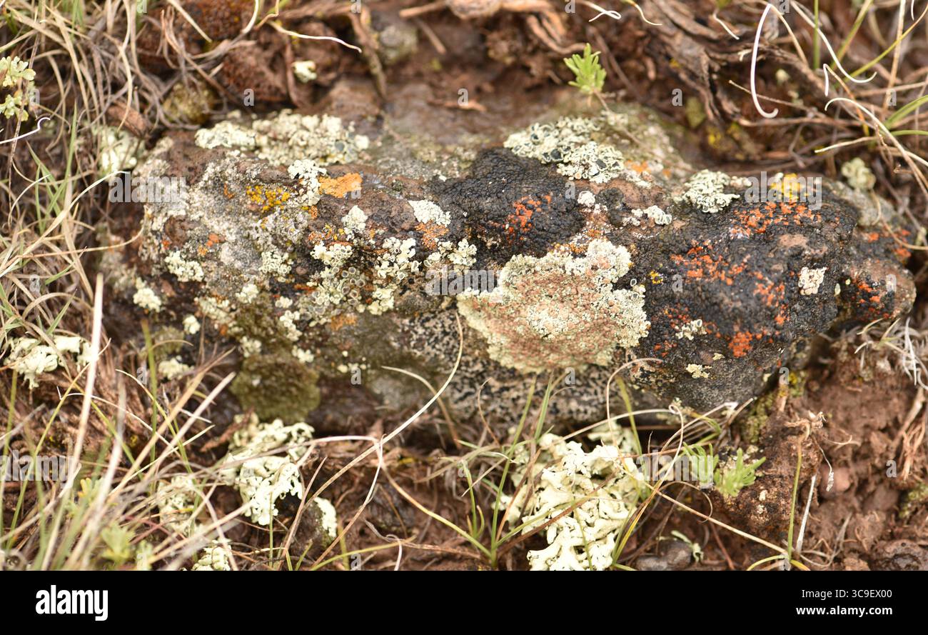 Collema sp Banque de photographies et d’images à haute résolution - Alamy