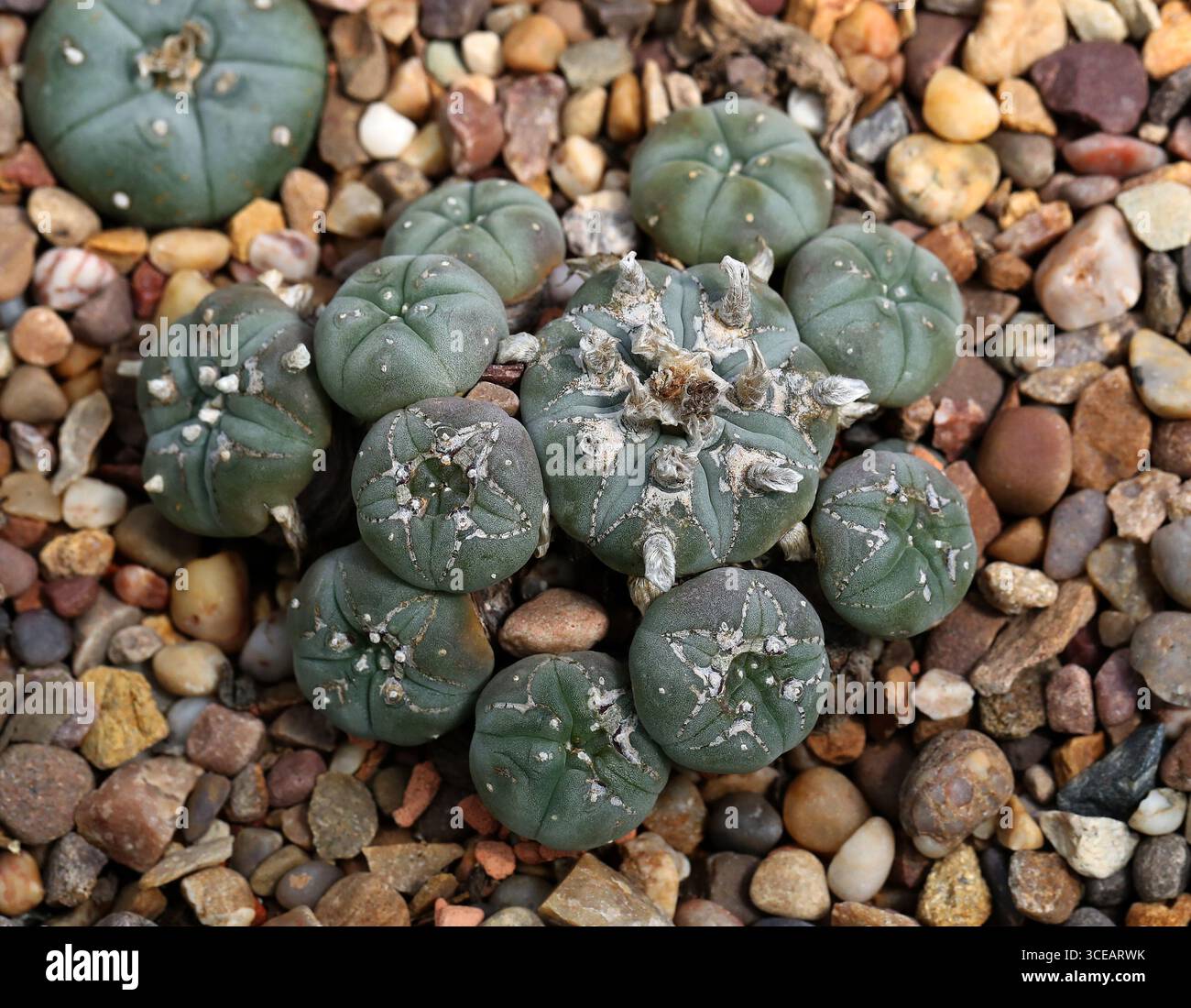 Peyote cactus lophophora williamsii Banque de photographies et d’images ...