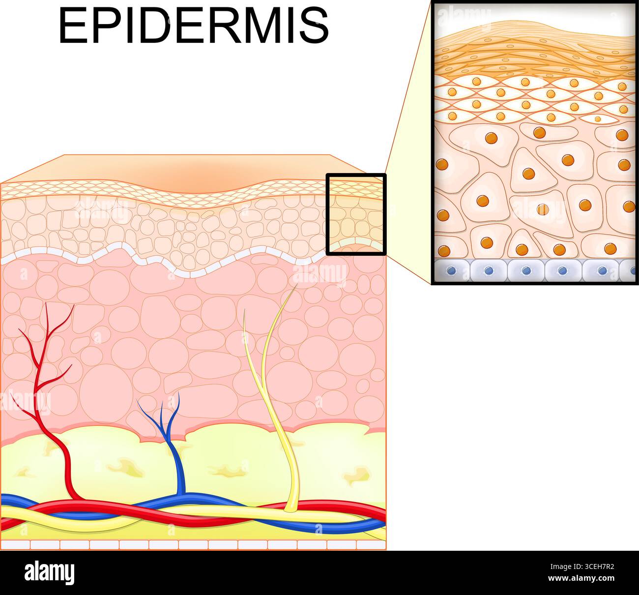 Epidermal cells Banque d'images vectorielles - Alamy
