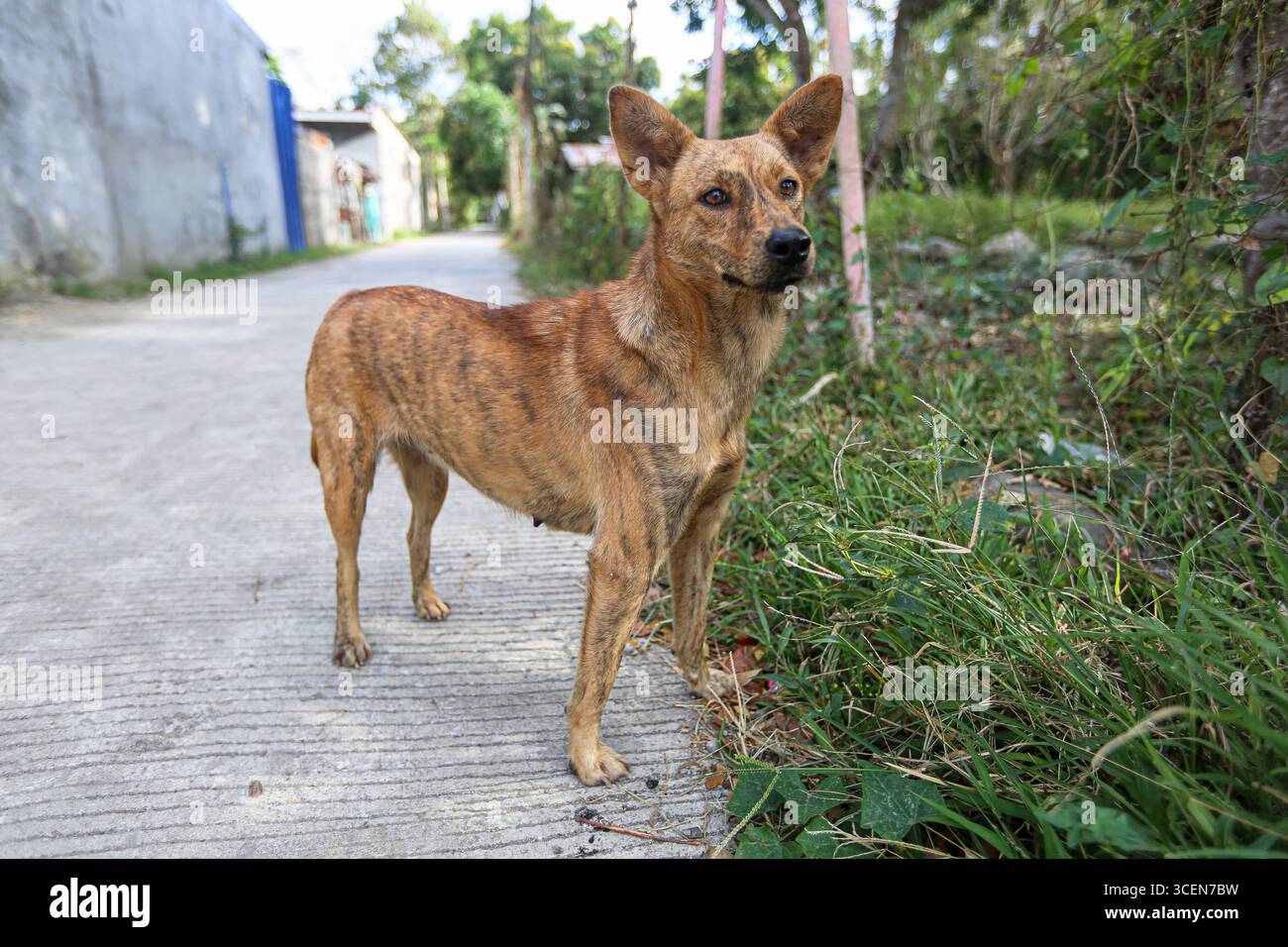 Asong Pinoy (Aspin) / Asong Kalye (Askal) chien mongrel aux Philippines ...