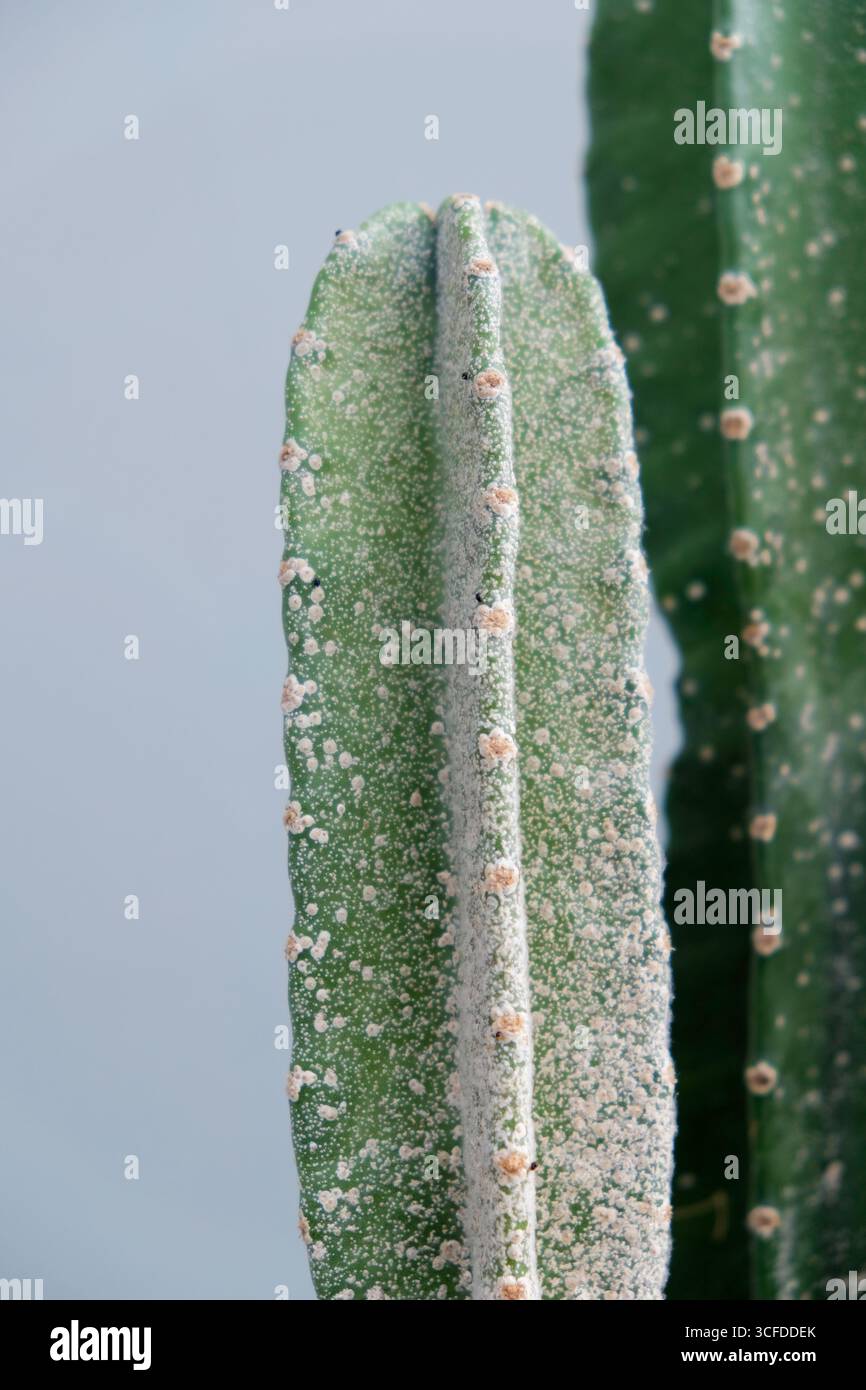 Aspidiotus destructor ou kutu balok sur plante de cactus Photo Stock ...