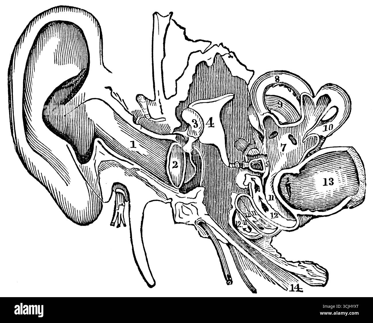 Os et organes de l'oreille Banque de photographies et d’images à haute ...