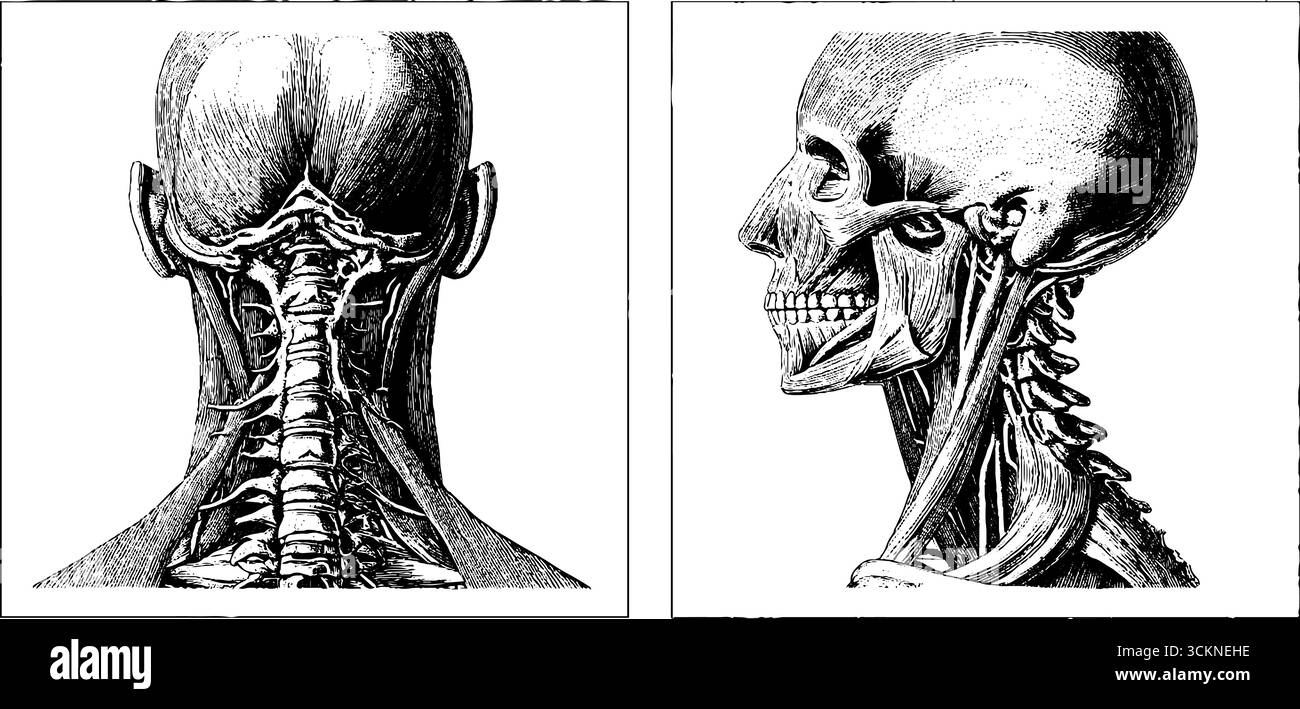 Muscles de la tête et du cou dos profil Banque de photographies et d ...