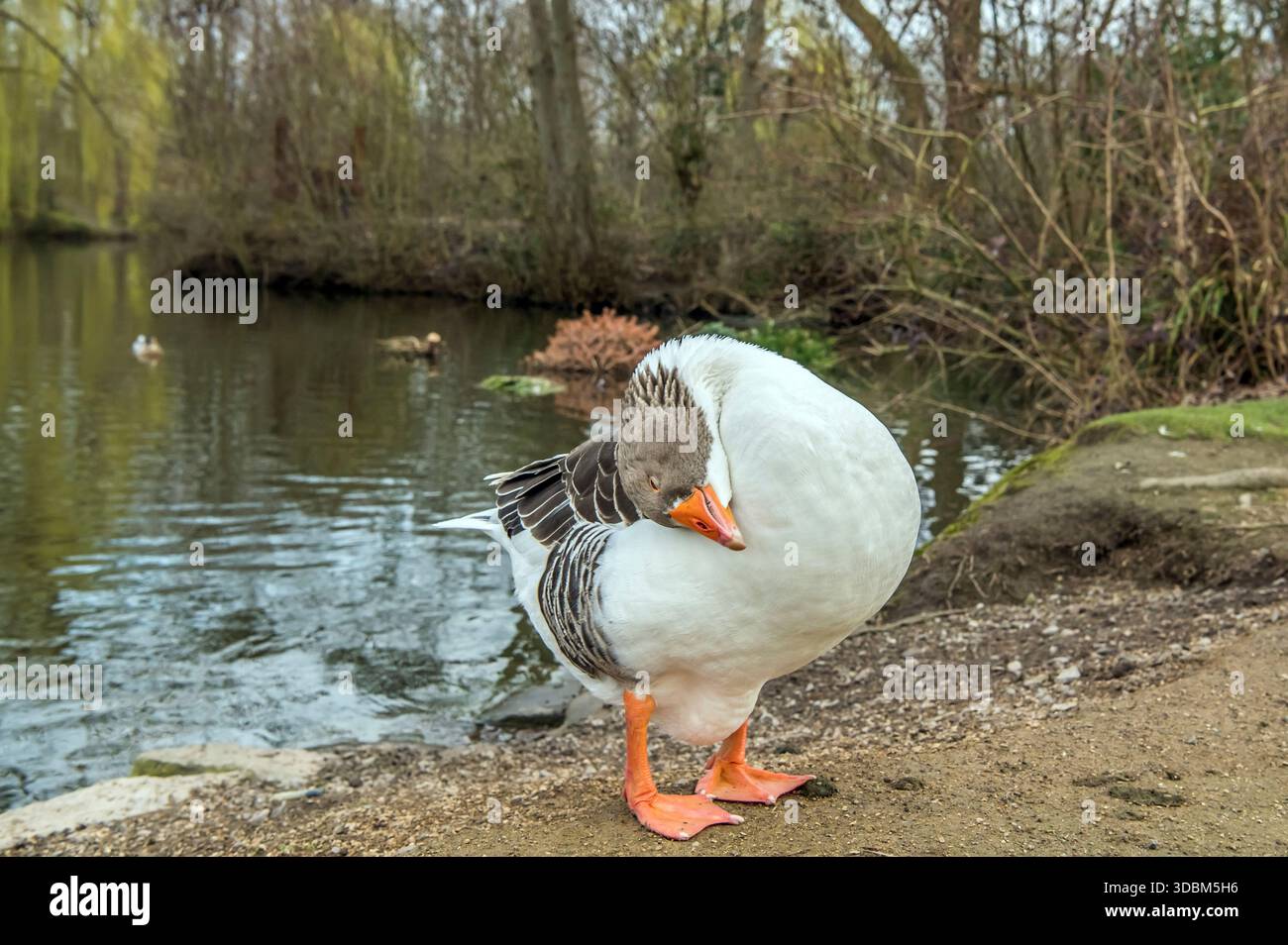 Pomeranian geese Banque de photographies et d’images à haute résolution ...