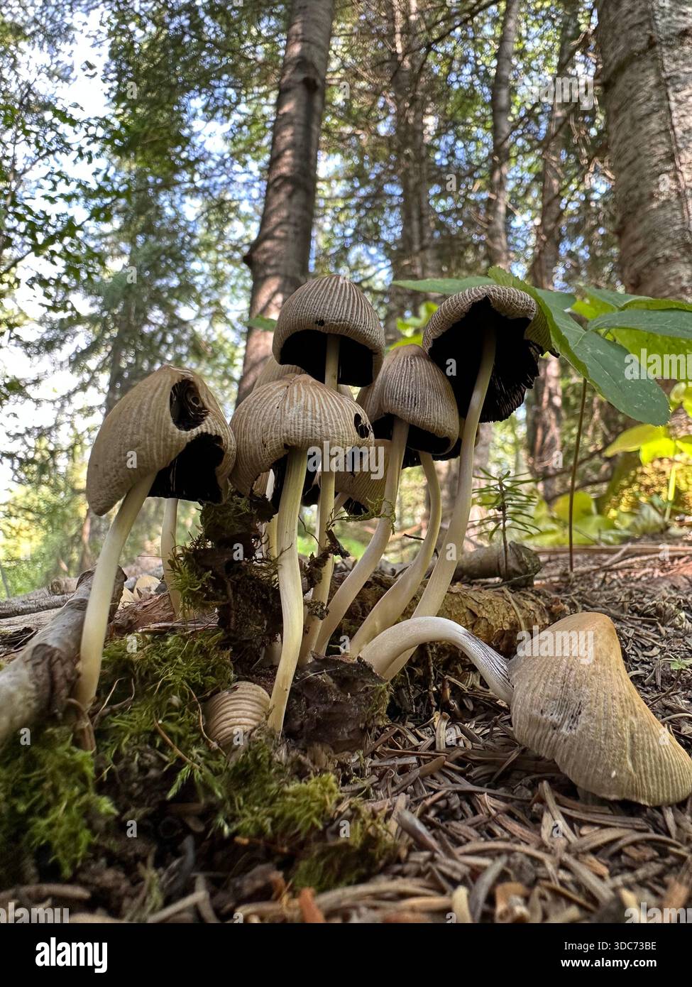 Mica cap Banque de photographies et d’images à haute résolution - Alamy