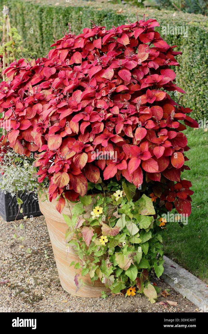 Coleus feu de camp Banque de photographies et d’images à haute ...