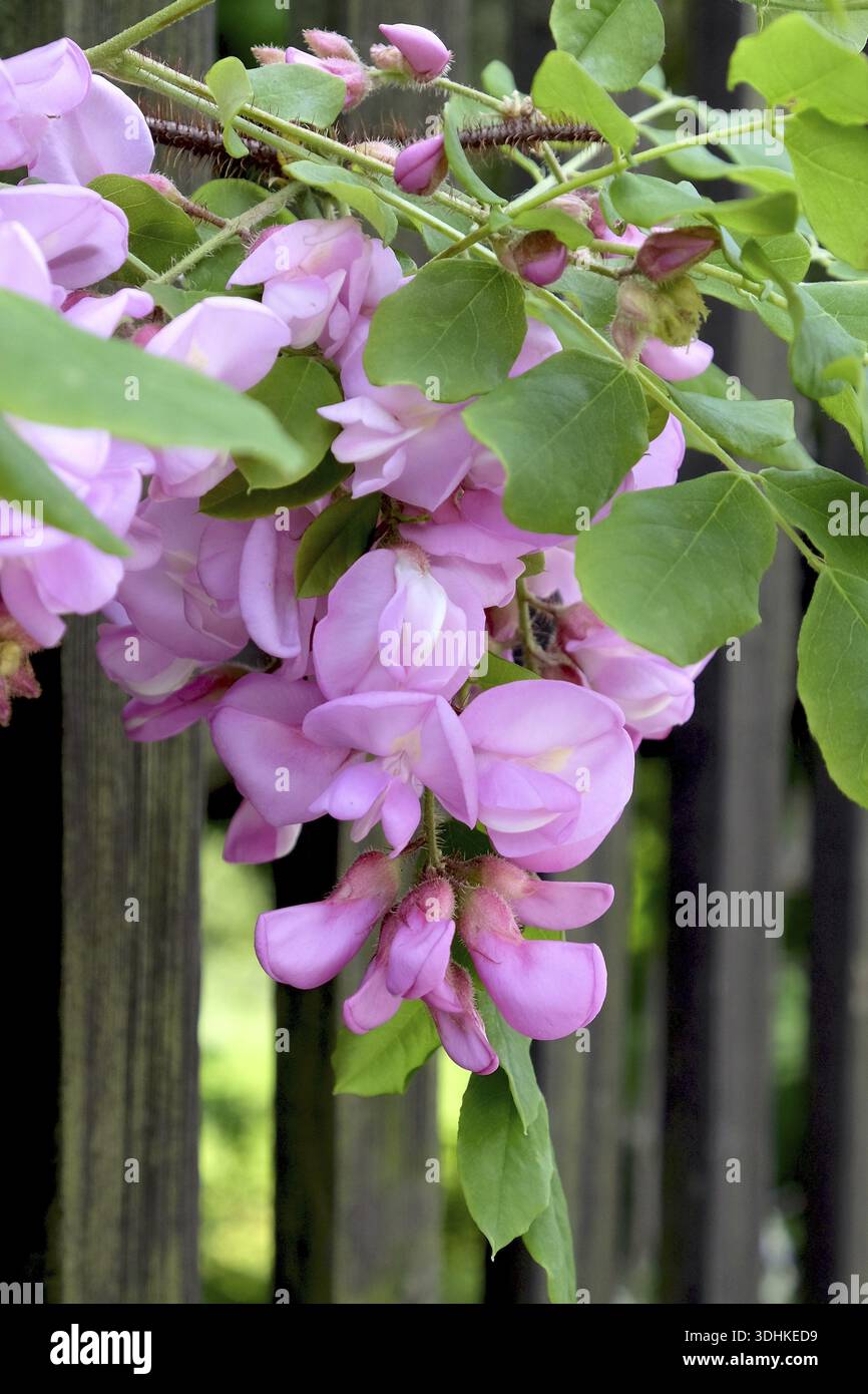 Bristly locust tree robinia hispida Banque de photographies et d’images ...
