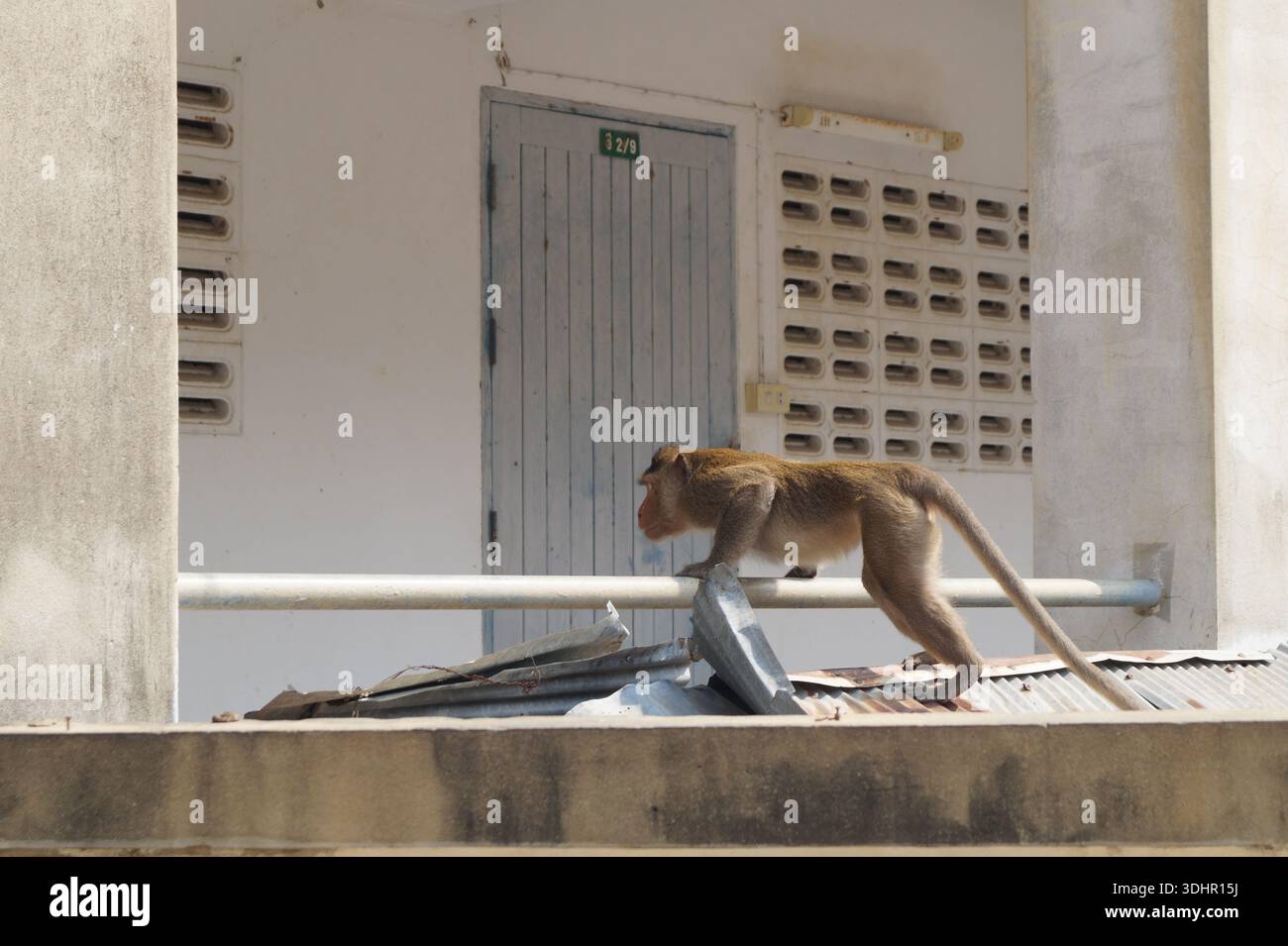 Proie macaque Banque de photographies et d’images à haute résolution ...