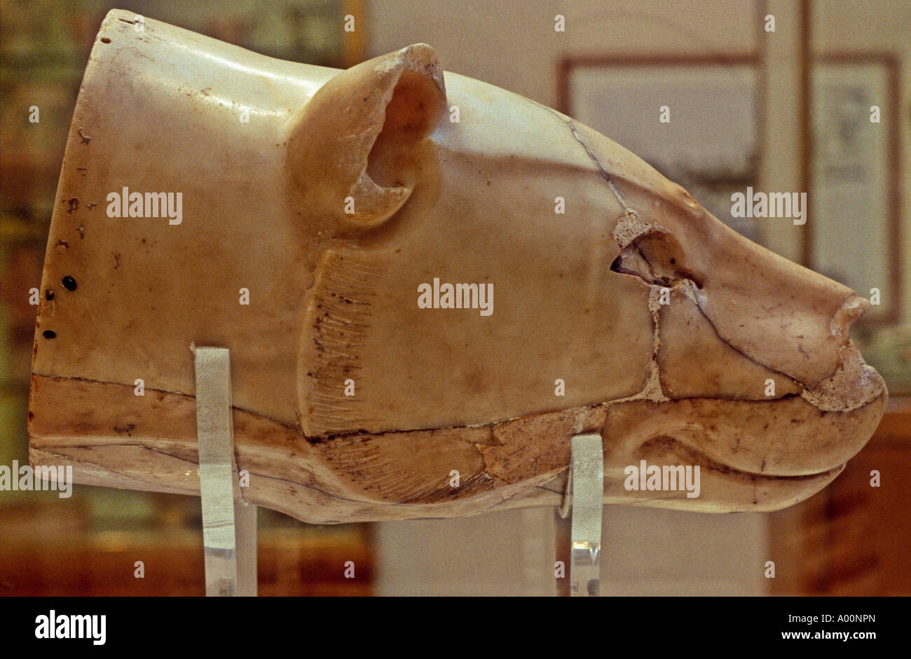 Lion rhyton Banque de photographies et d’images à haute résolution - Alamy