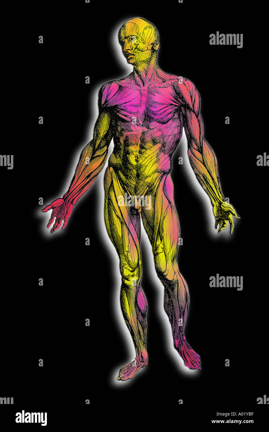 Illustration anatomique du système musculaire humaine fondée sur ...