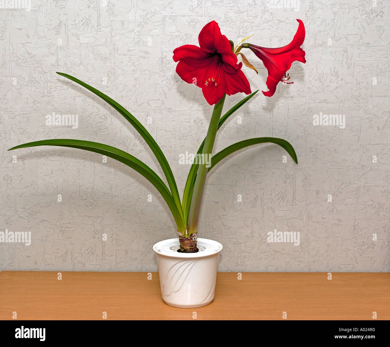 Pot de fleur rouge Banque de photographies et d’images à haute ...