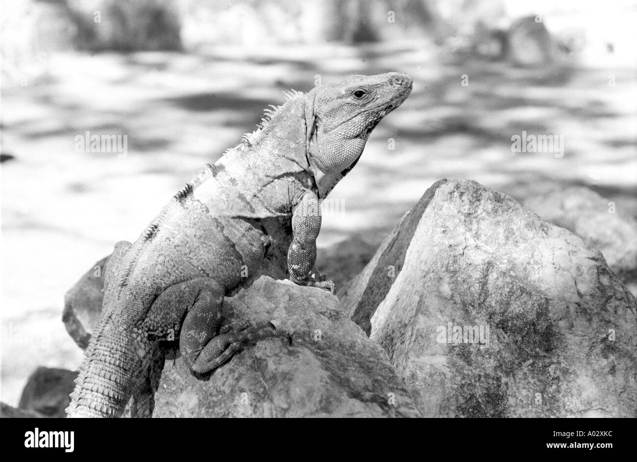 Iguane gris Banque d'images noir et blanc - Alamy