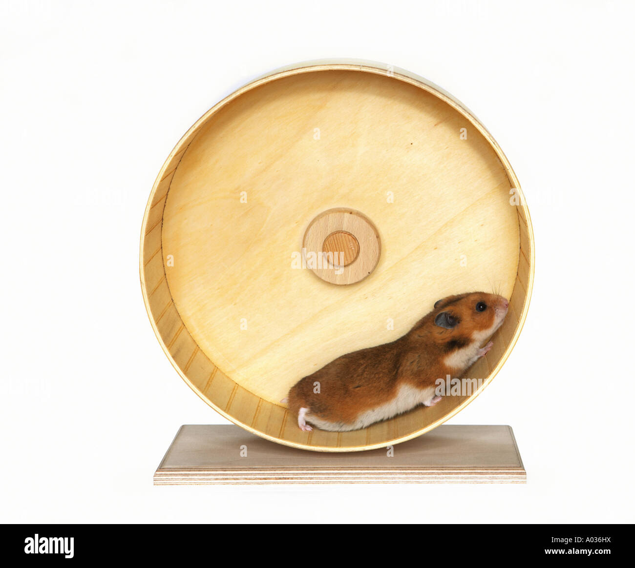Roue hamster Banque de photographies et d’images à haute résolution - Alamy