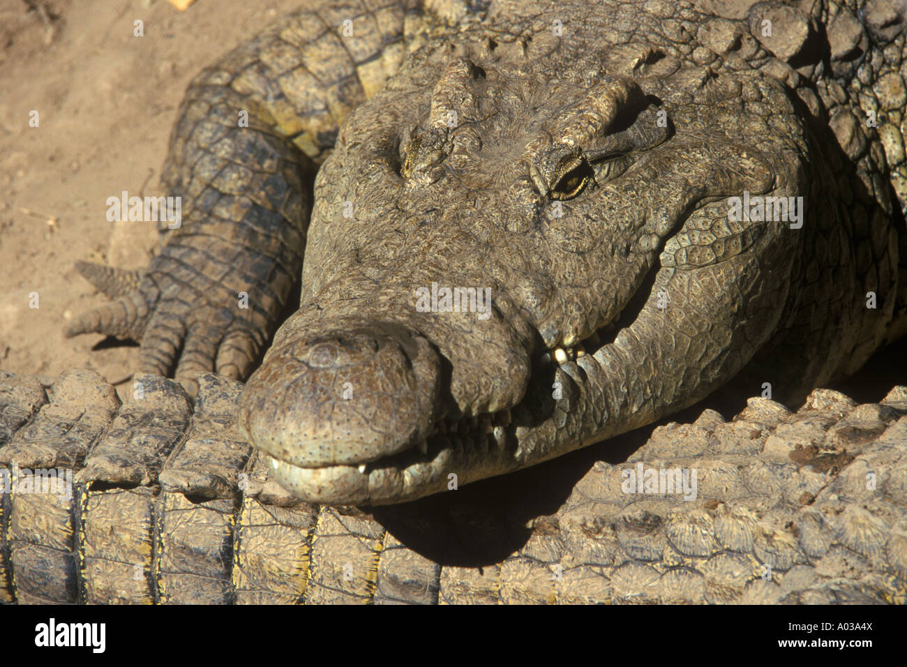Un crocodile se reposer sa tête sur une autre queue-s à la ferme aux ...