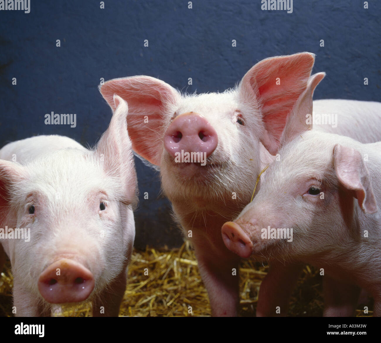 Landrace pig Banque de photographies et d’images à haute résolution - Alamy